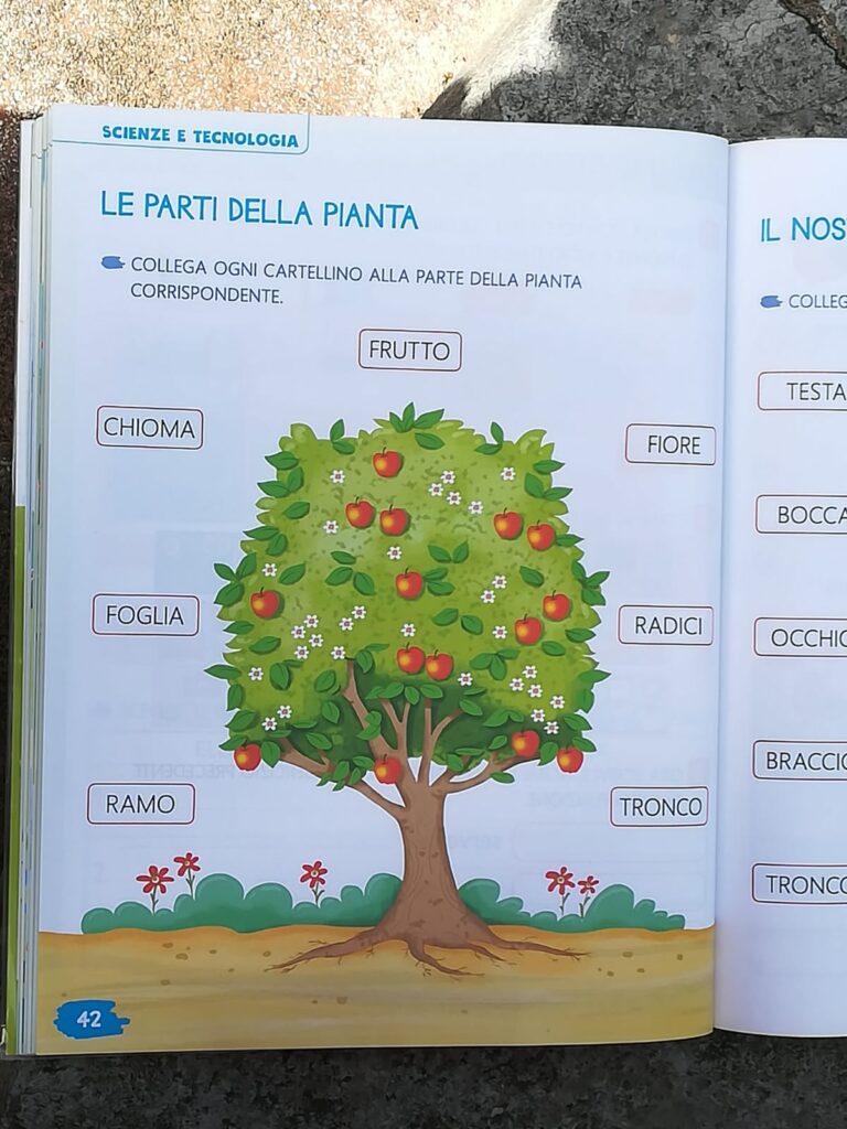 LE PARTI DELLA PIANTA - Scuola Primaria e dell’Infanzia